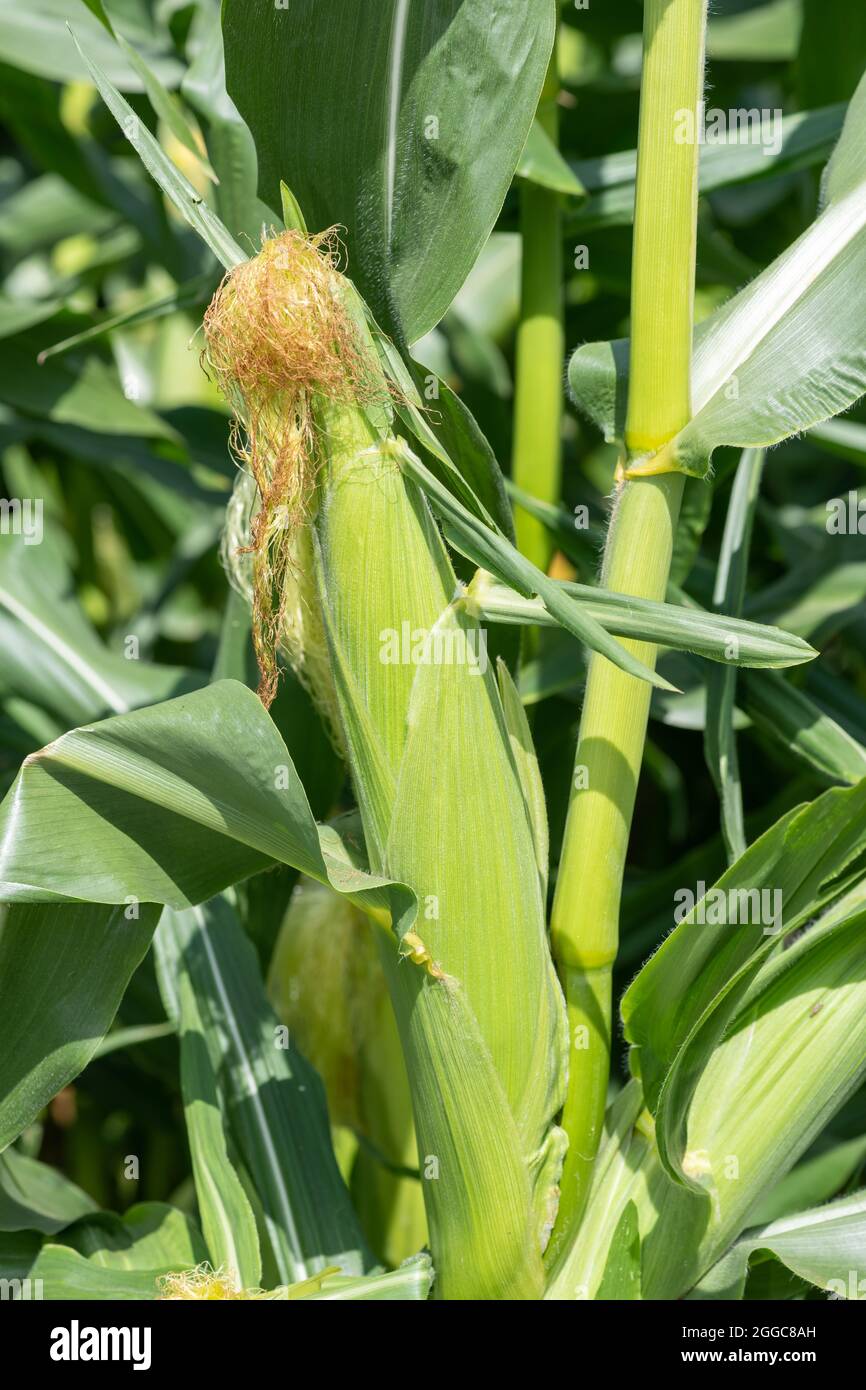 Close up of an ear on a maize plant Stock Photo - Alamy