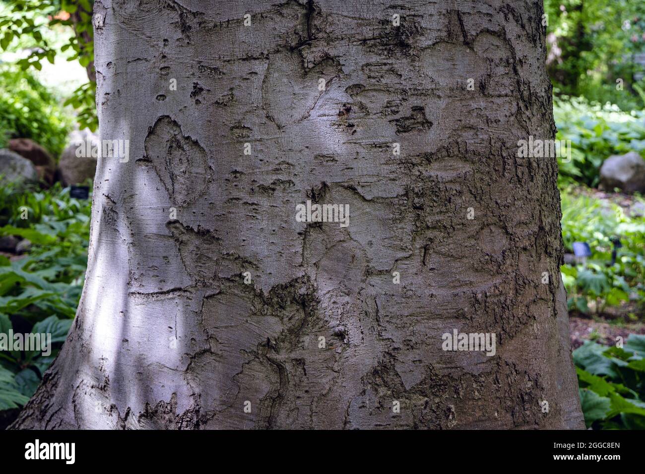 Trunk of Fagus sylvatica f. purpurea tree, commonly called European ...