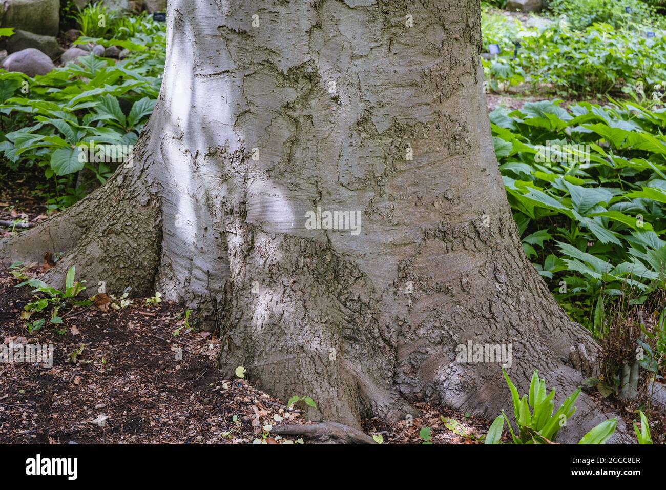 Trunk of Fagus sylvatica f. purpurea tree, commonly called European ...