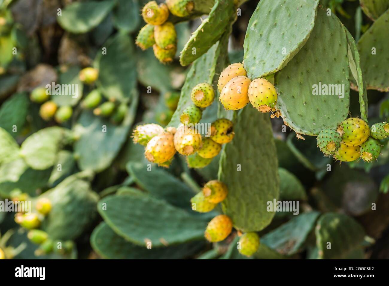 A cactus that descends along the wall of the promenade in Igalo ...