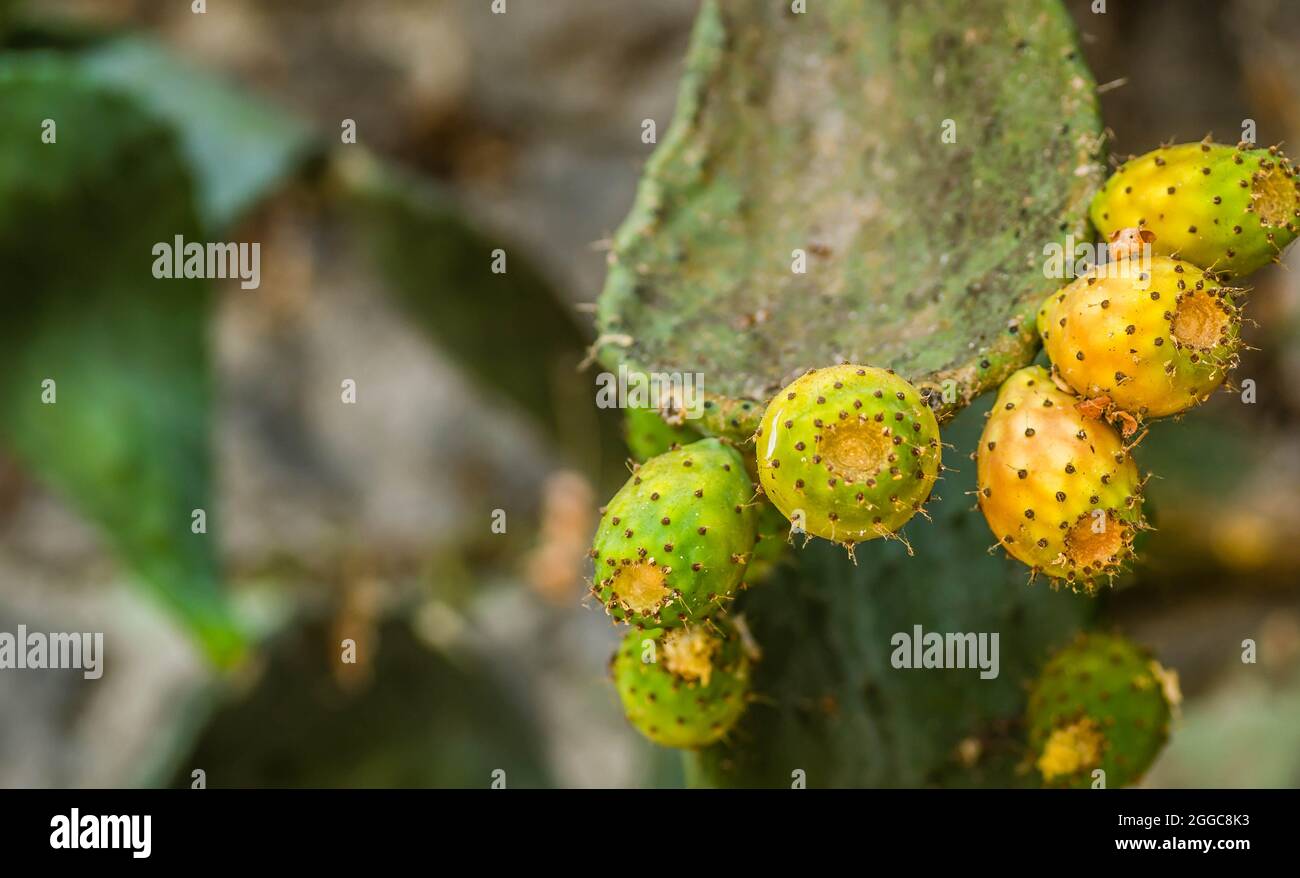 A cactus that descends along the wall of the promenade in Igalo ...