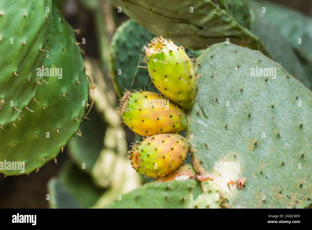 A cactus that descends along the wall of the promenade in Igalo ...