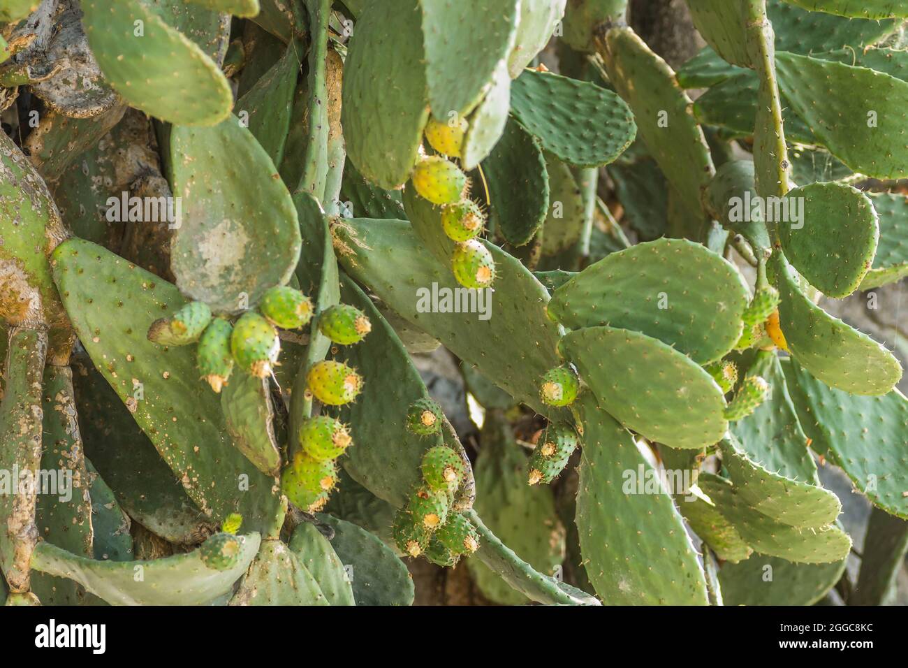 A cactus that descends along the wall of the promenade in Igalo ...