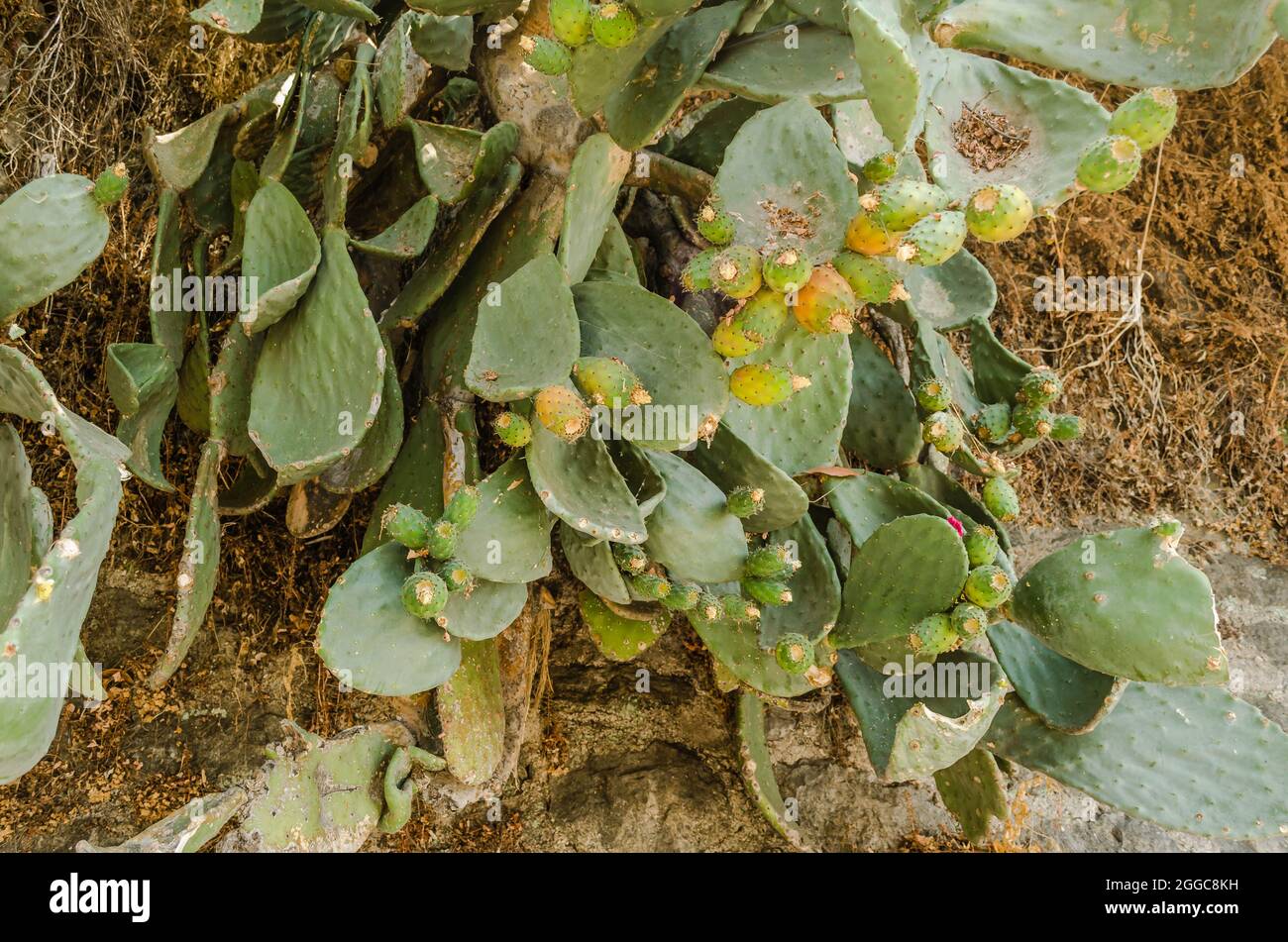 A cactus that descends along the wall of the promenade in Igalo ...