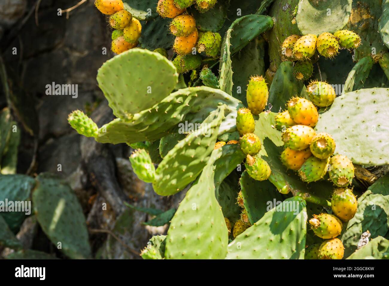 A cactus that descends along the wall of the promenade in Igalo ...
