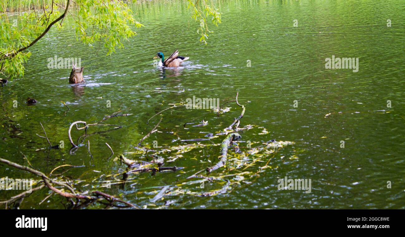 High angle shot ducks hi-res stock photography and images - Alamy