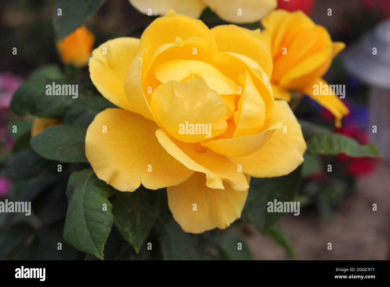 Dreamy botanical gardens hi-res stock photography and images - Alamy