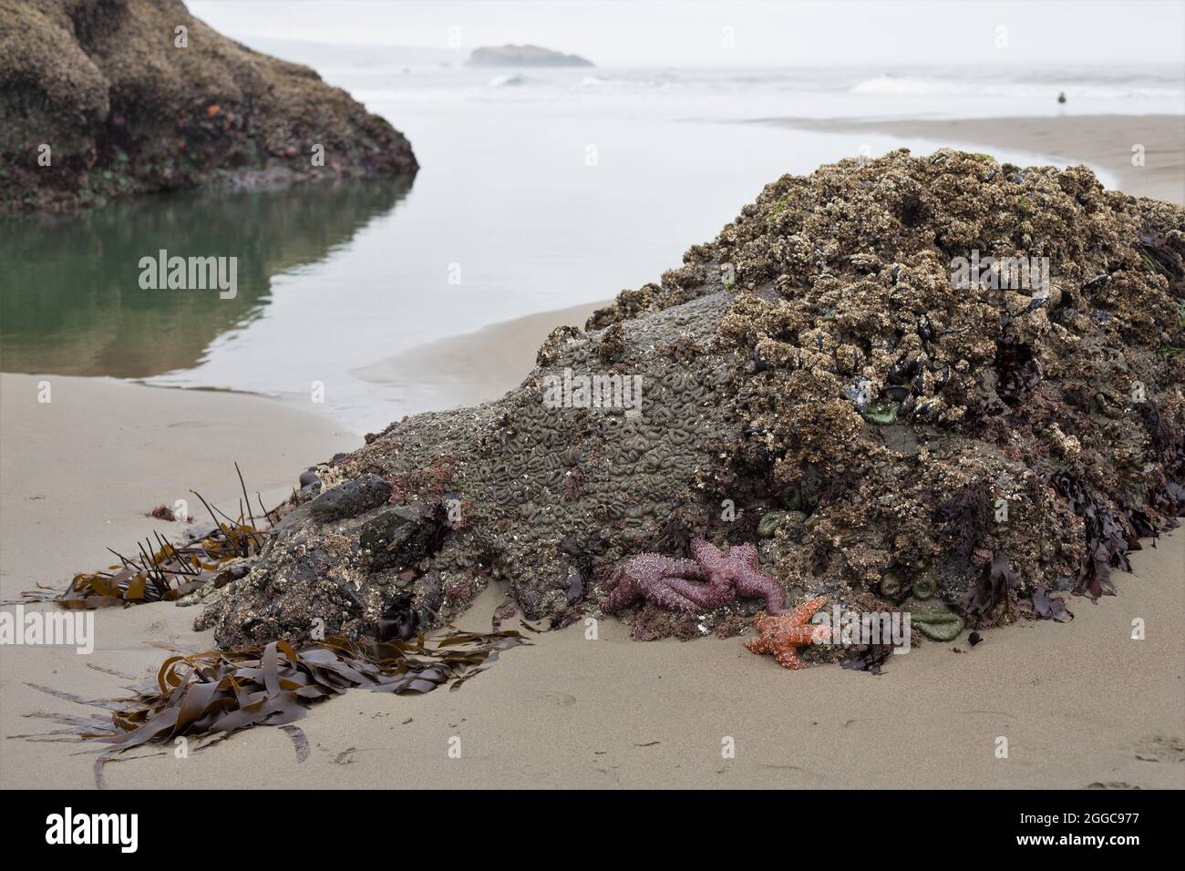 A rock covered in starfish, anemones, barnacles and seaweed, at low ...