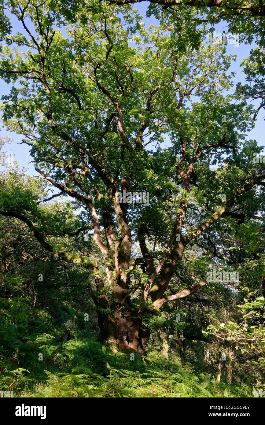Ancient Pollarded Sessile Oak Tree - Quercus petraea, East Water Valley ...