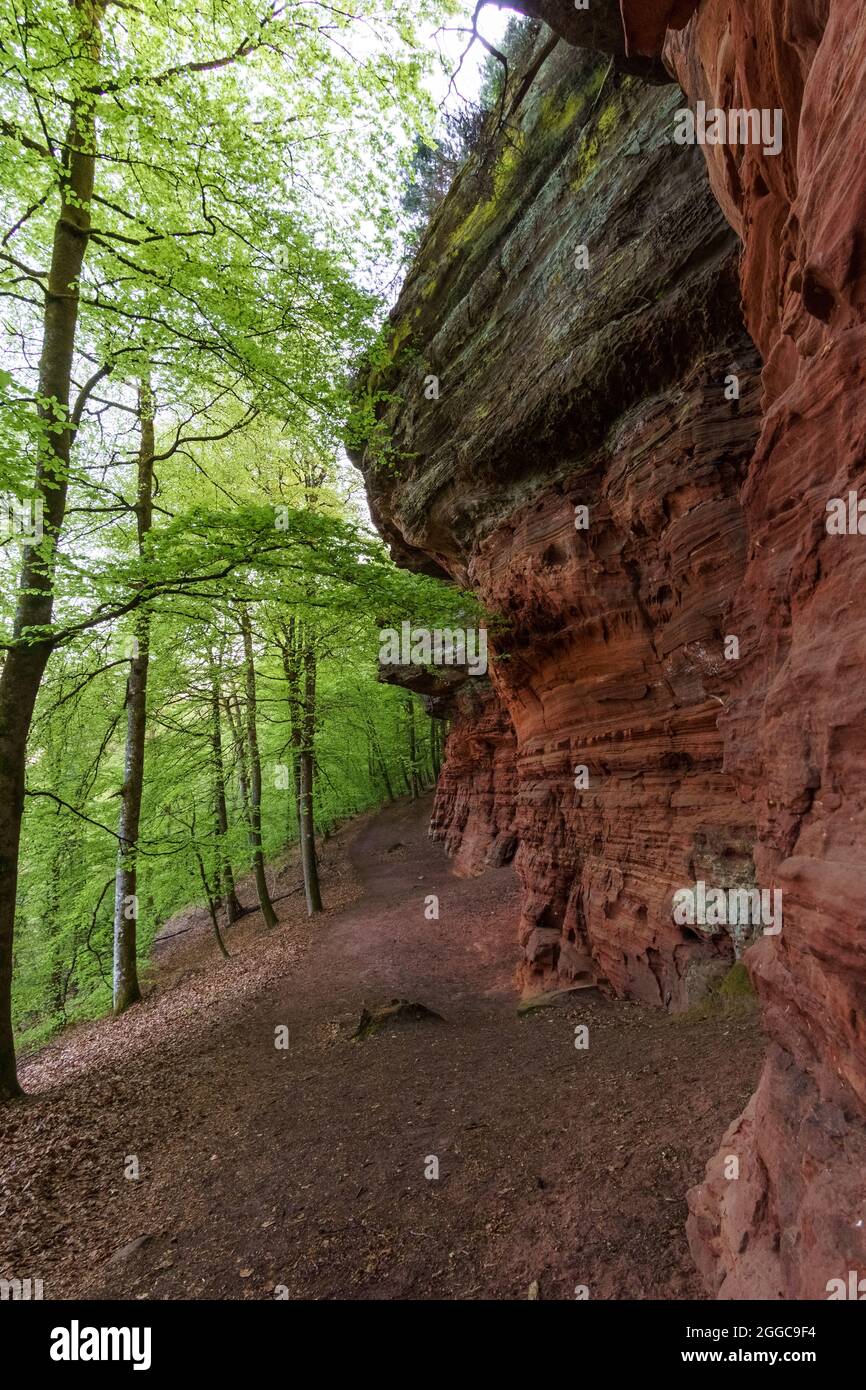 Rockformation of Altschlossfelsen of red sandstone in forest near ...