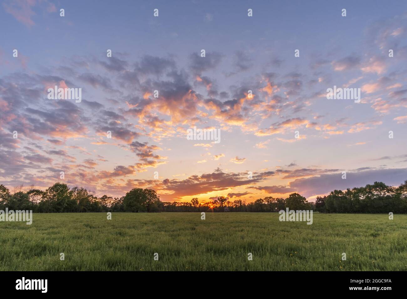 Landscape in Munsterland Germany at evening sky with meadow Stock Photo ...