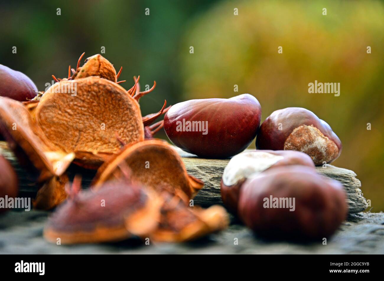 Horse chestnut next to bark and hedgehog on the ground in autumn ...