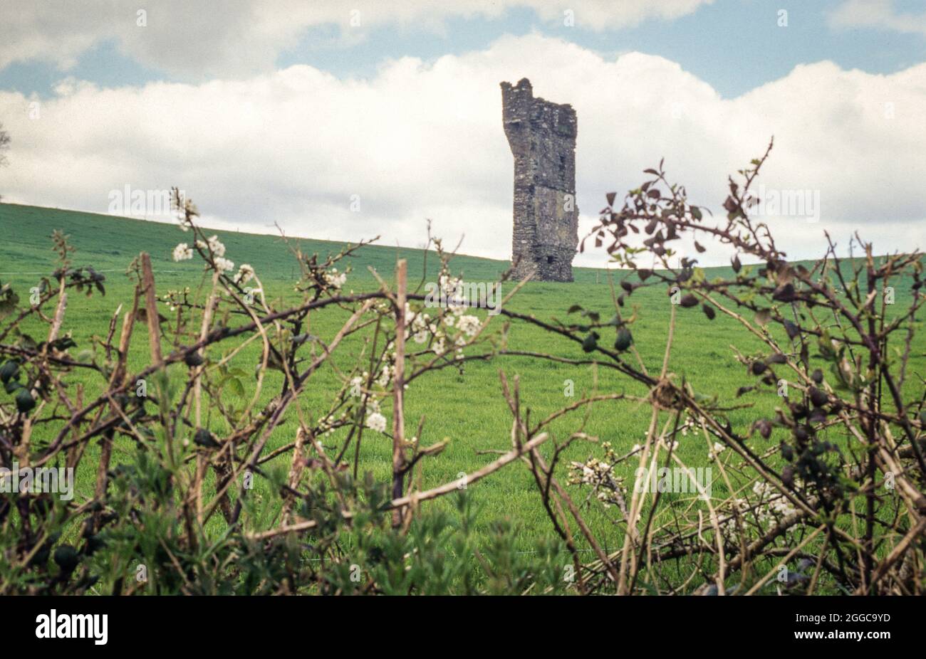 The ruins of Ringrone Castle on a cow paddock near Kinsale Stock Photo ...