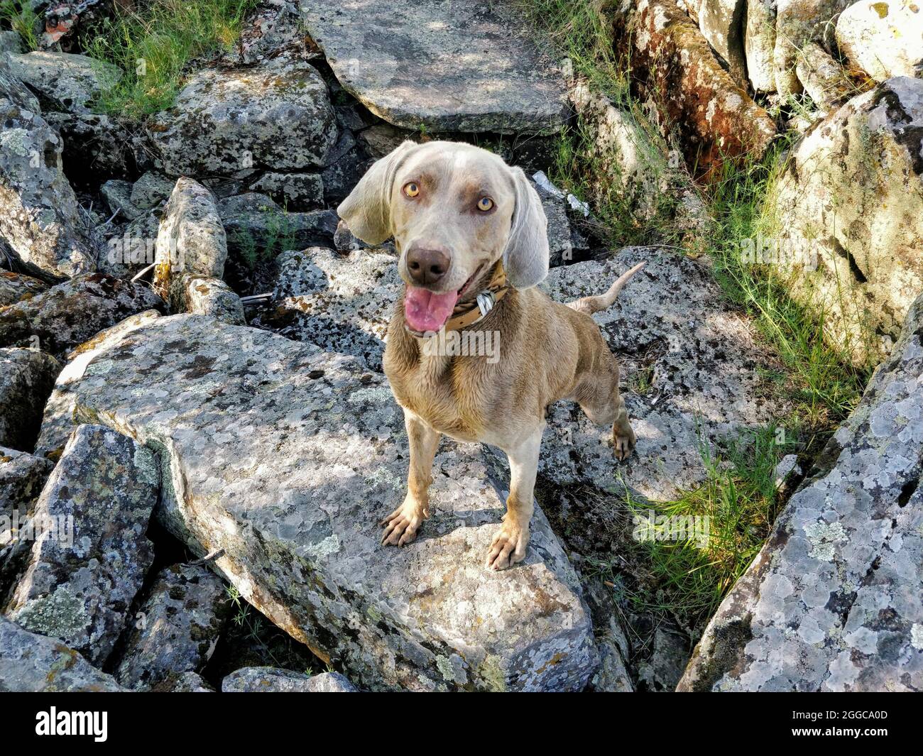 Weimaraner dog standing on rock hi-res stock photography and images - Alamy