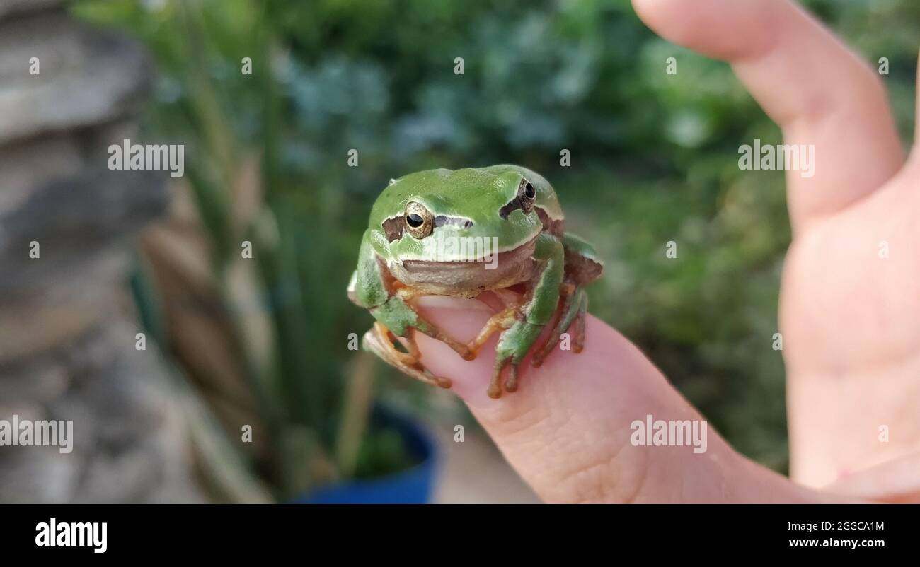 Frog persons hi-res stock photography and images - Alamy