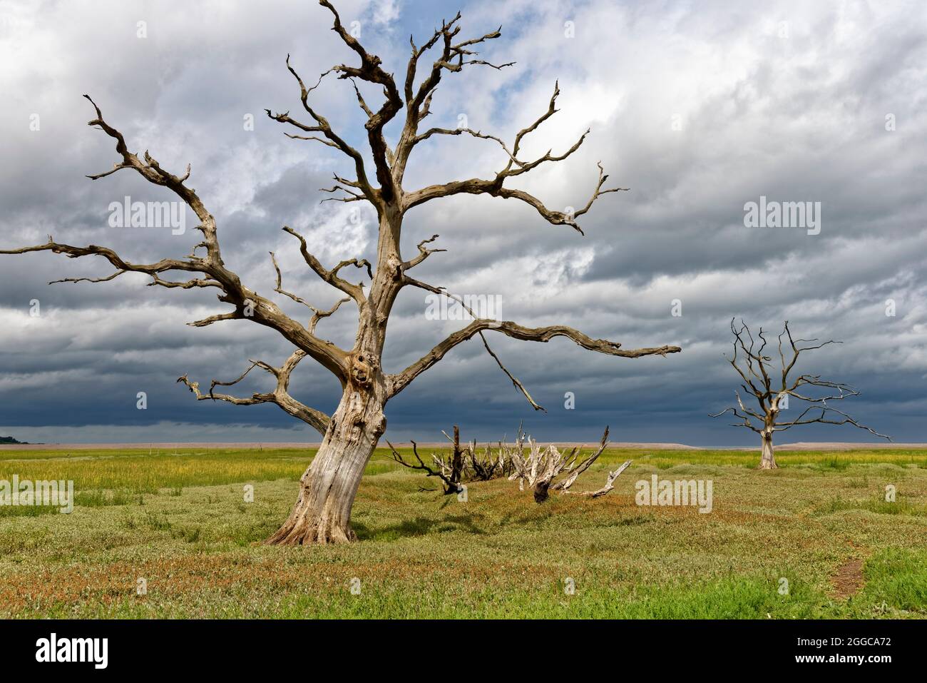 Dead Oak Trees in Saltmarsh, Porlock Marsh, Somerset. UK Stock Photo ...