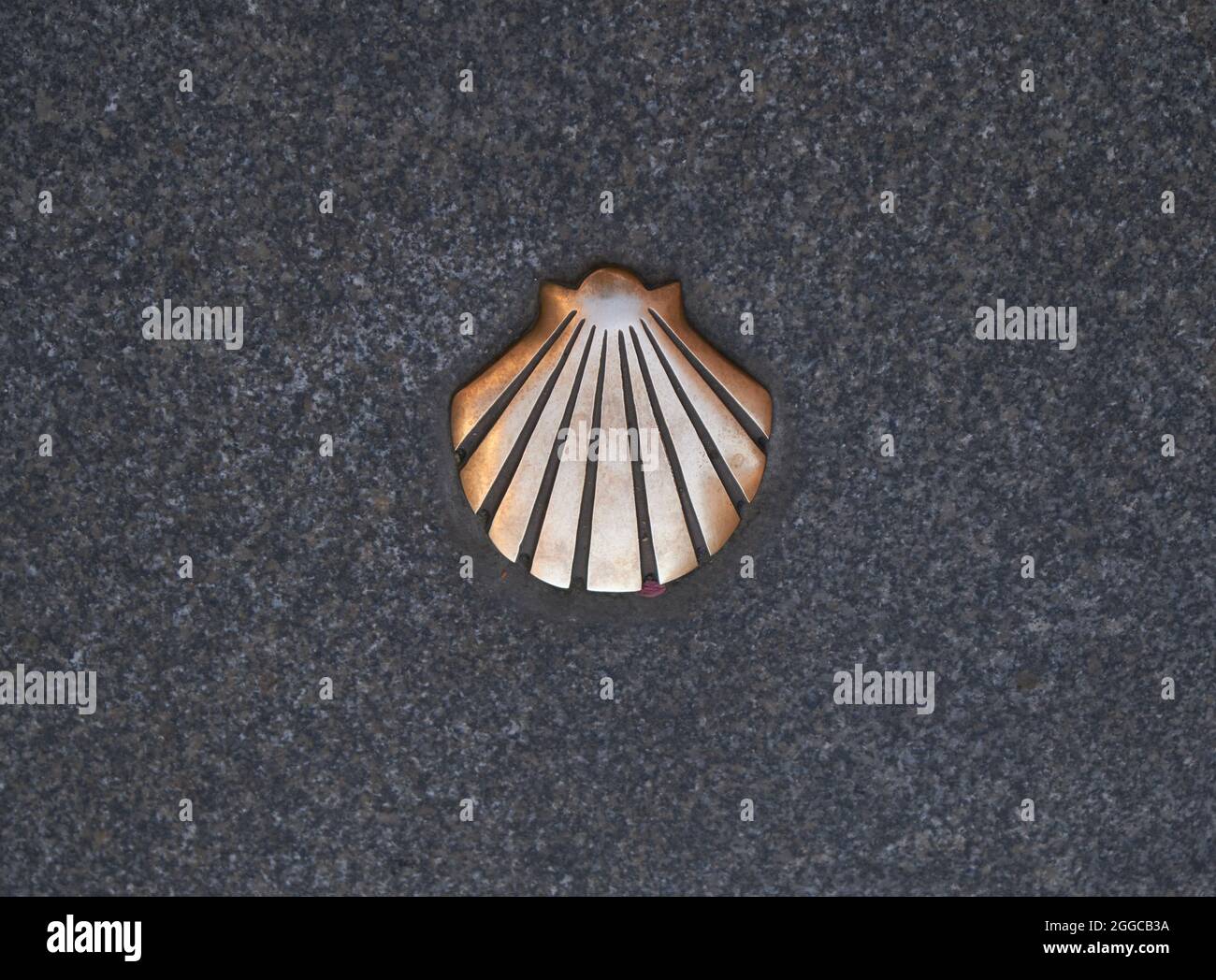 a pilgrim finds one shell on the ground during the entire way Stock ...