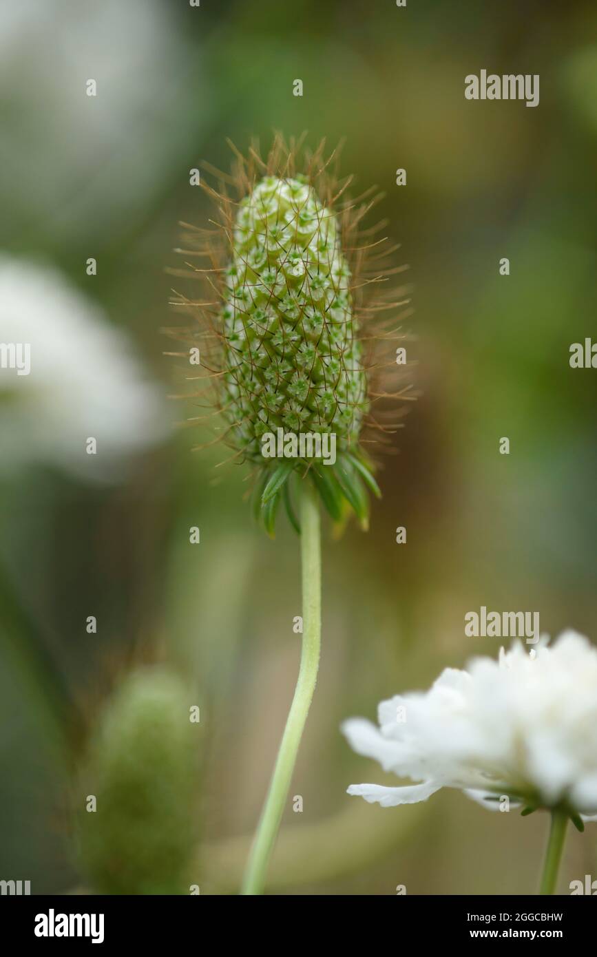 Small scabious in a wildflower meadow hi-res stock photography and ...