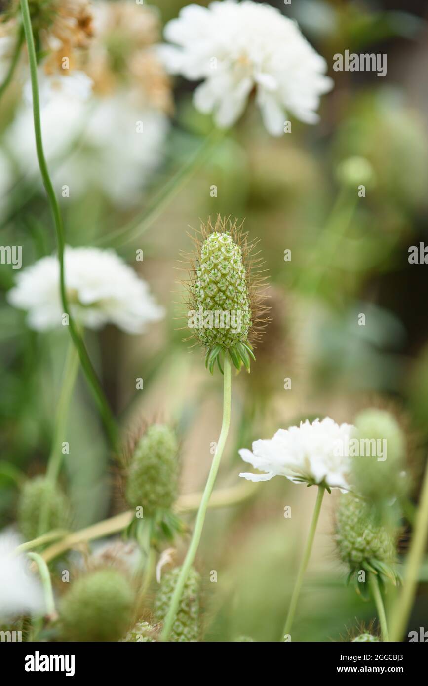 The inflorescence of a scabious flower is close-up on a flower bed in ...
