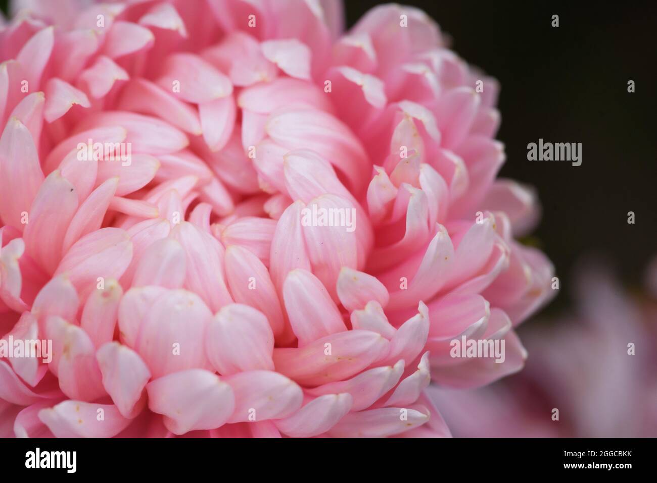 Pink peony-shaped aster on a flower bed in the garden. Extreme close-up Stock Photo - Alamy