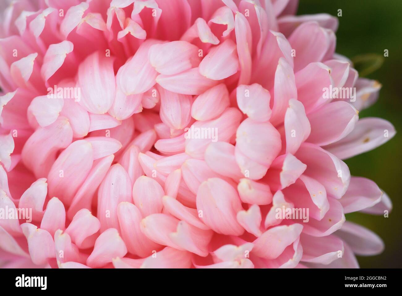 Pink peony-shaped aster on a flower bed in the garden. Extreme close-up ...