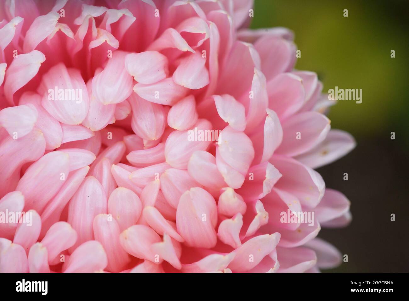 Pink peony-shaped aster on a flower bed in the garden. Extreme close-up Stock Photo - Alamy