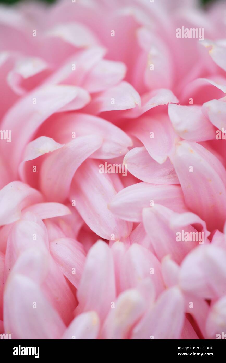 Pink peony-shaped aster on a flower bed in the garden. Extreme close-up ...