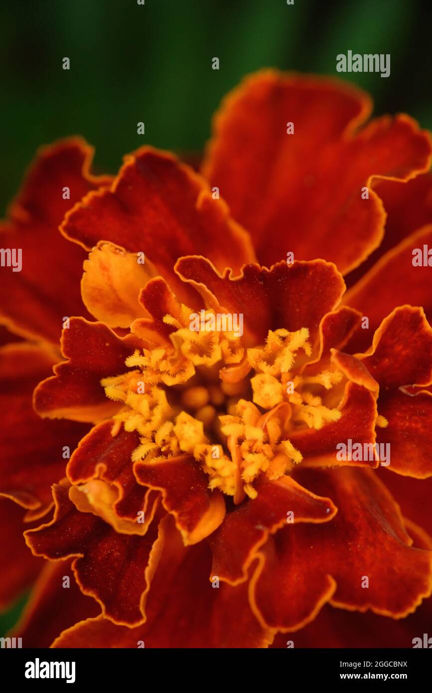 Extreme close-up photograph of marigolds flower bud in garden Stock ...
