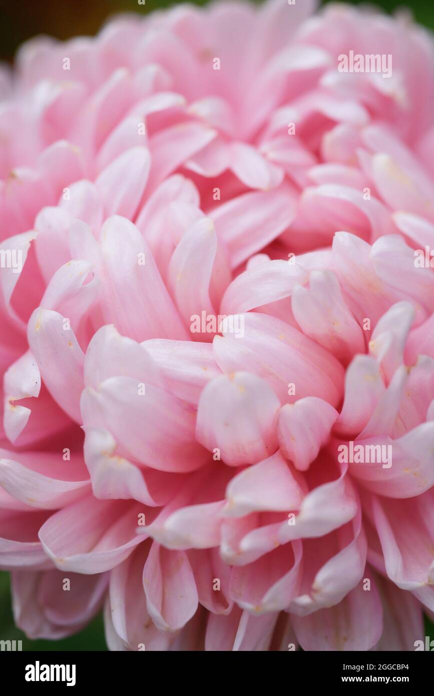 Pink peony-shaped aster on a flower bed in the garden. Extreme close-up ...