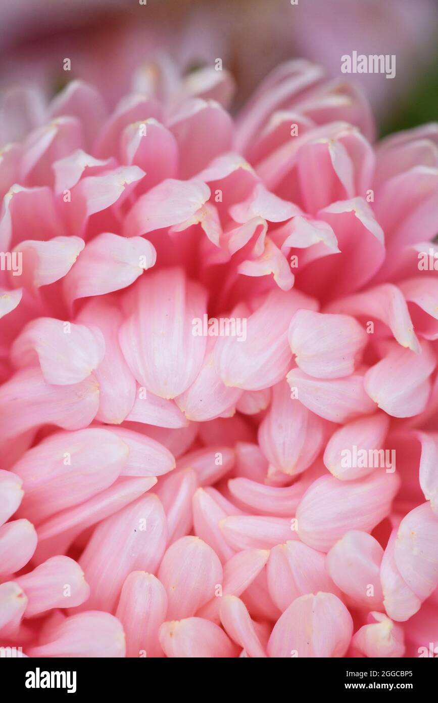 Pink peony-shaped aster on a flower bed in the garden. Extreme close-up ...