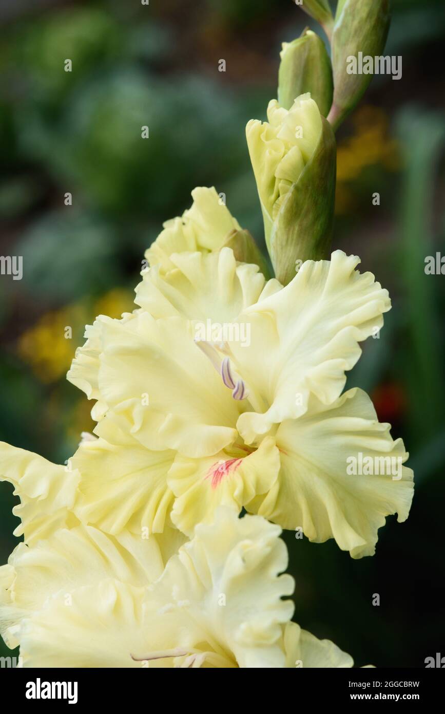 Extreme close-up of the gladiolus inflorescence with pistils and ...