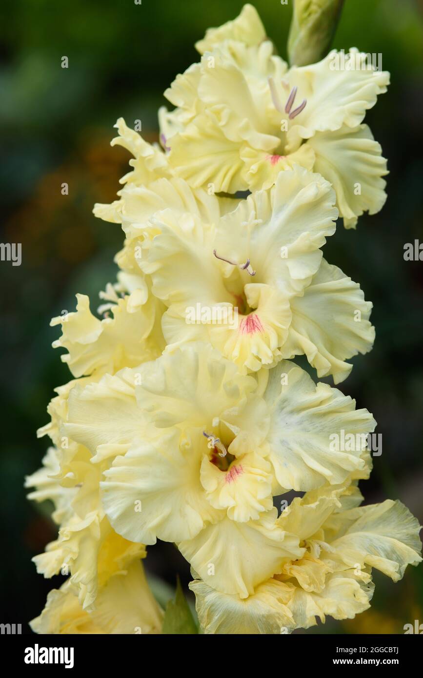 Extreme close-up of the gladiolus inflorescence with pistils and ...