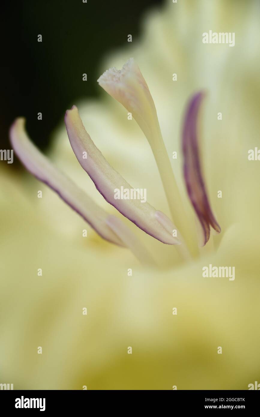 Extreme close-up of the gladiolus inflorescence with pistils and ...