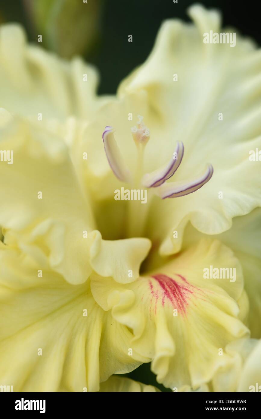 Extreme close-up of the gladiolus inflorescence with pistils and ...