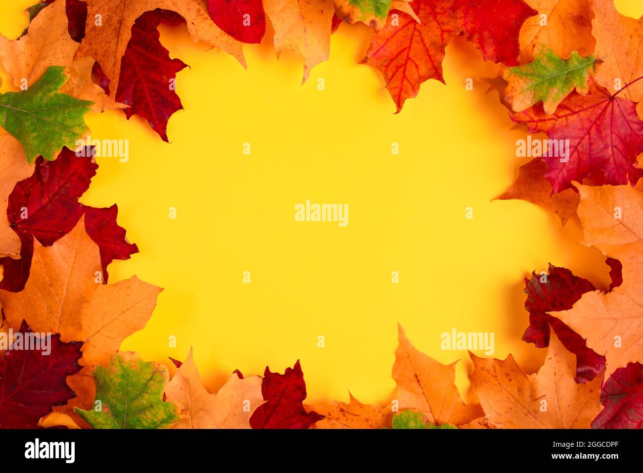 Frame from fallen autumn maple leaves on a bright yellow background ...
