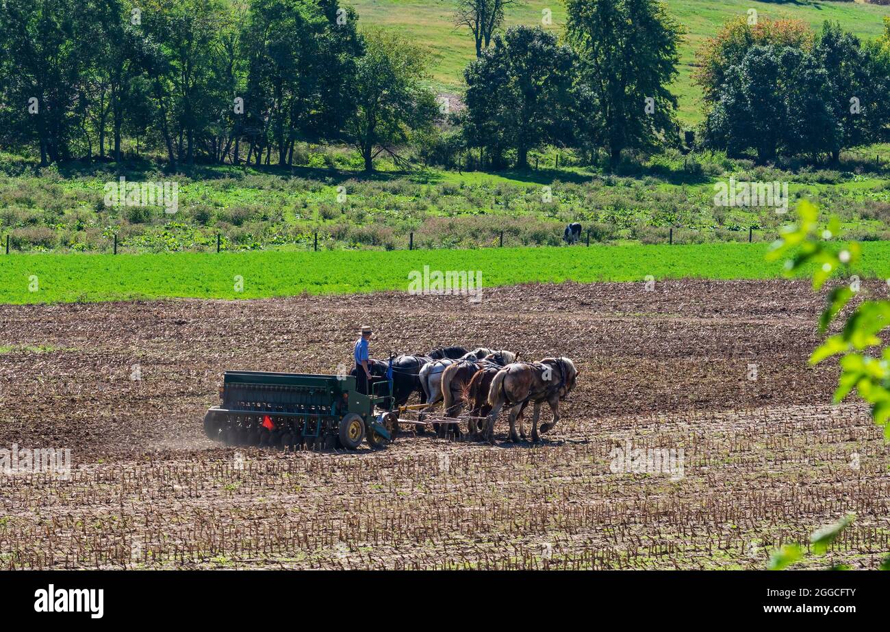 Amish Farmer Plowing Field After Corn Harvest with 6 Horses Pulling ...