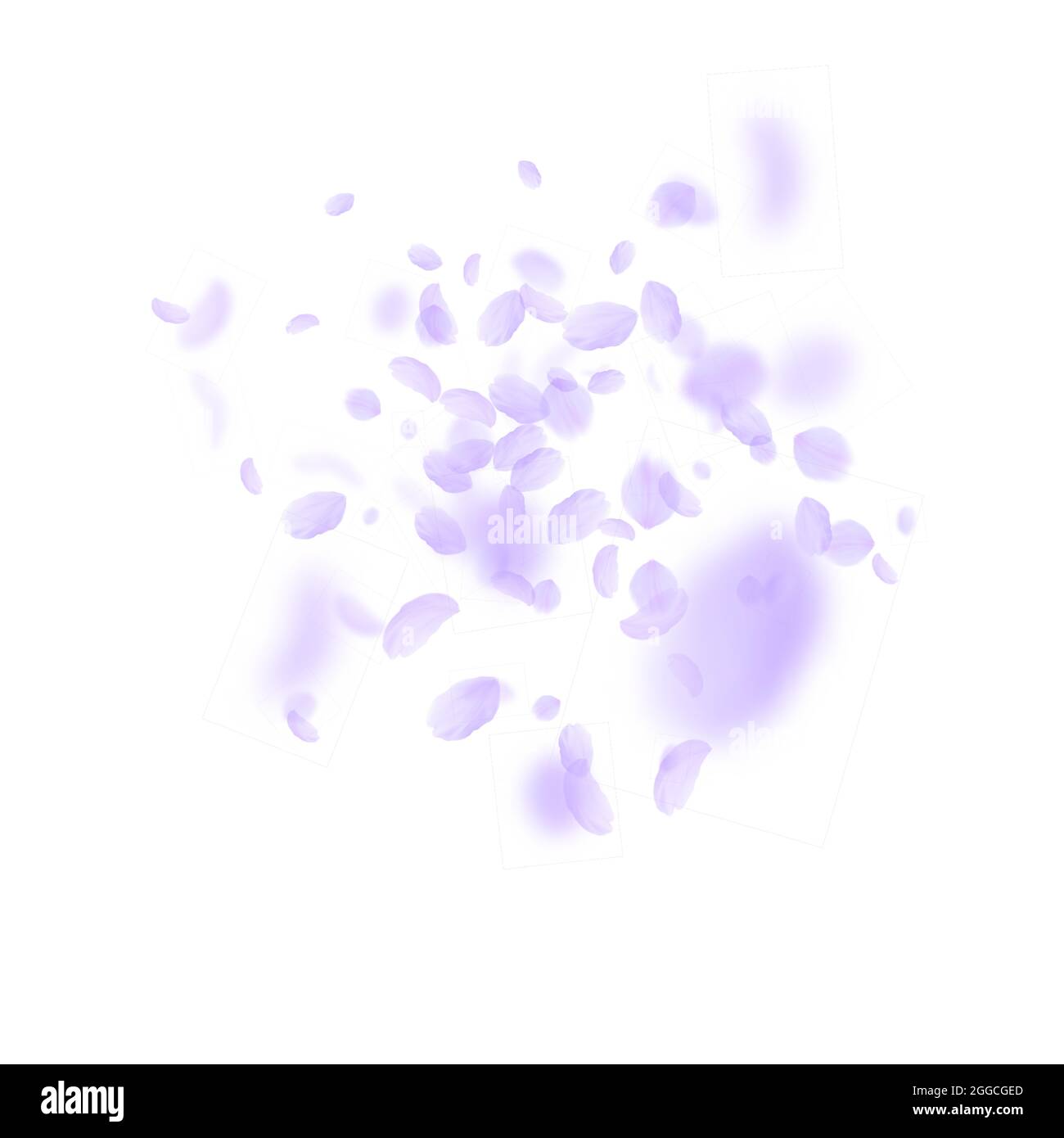 Violet flower petals falling down. Fresh romantic flowers explosion ...