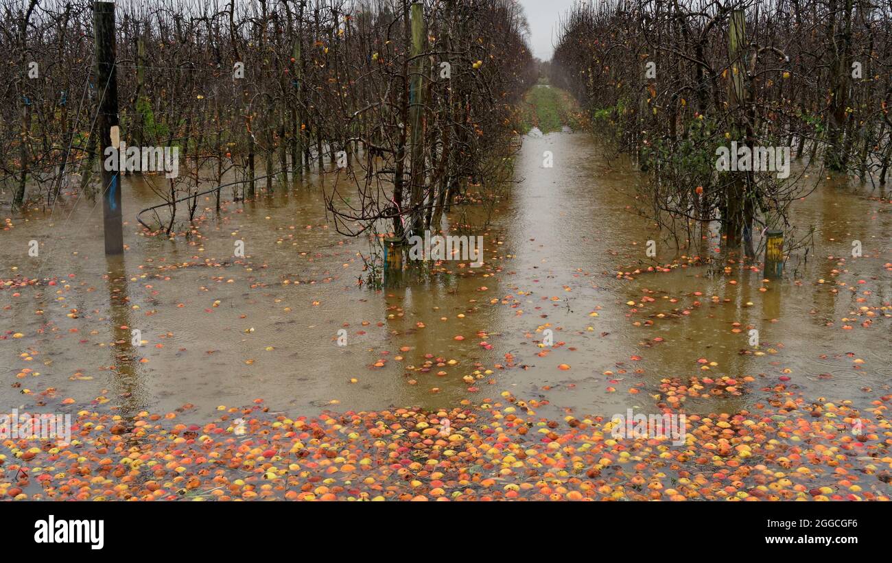 Motueka, Tasman Region/New Zealand - July 17, 2021: Flooded orchard in ...