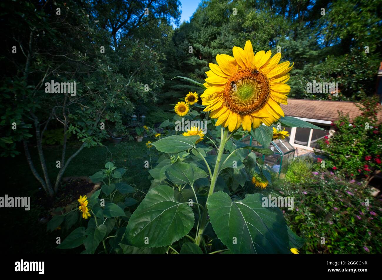 Backyeard gardens hi-res stock photography and images - Alamy