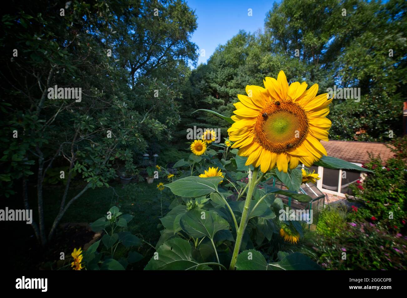 UNITED STATES - 08-19-21: The American Giant sunflower can grow up to ...
