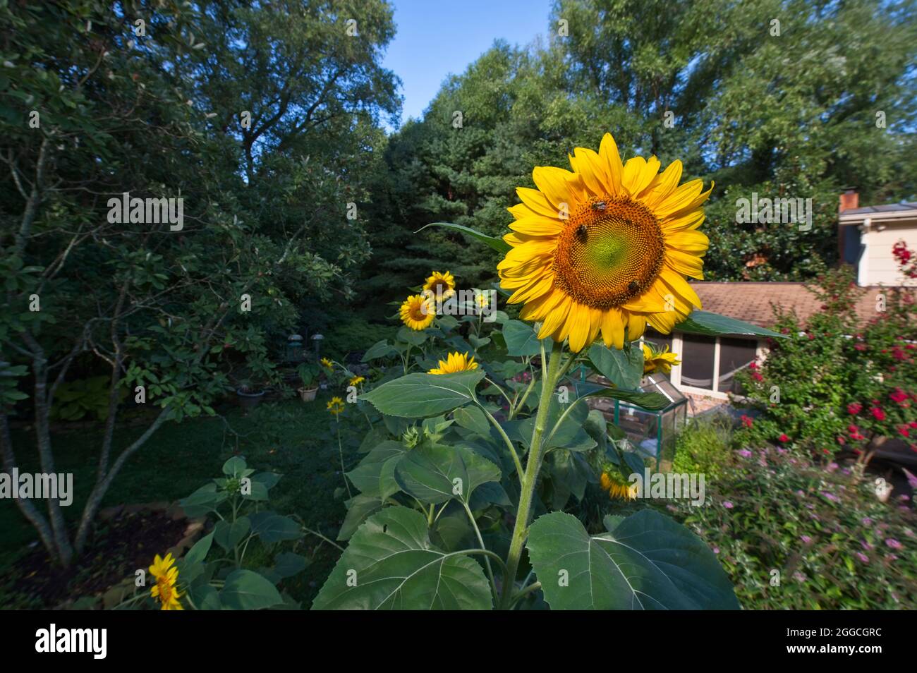 UNITED STATES - 08-19-21: The American Giant sunflower can grow up to ...