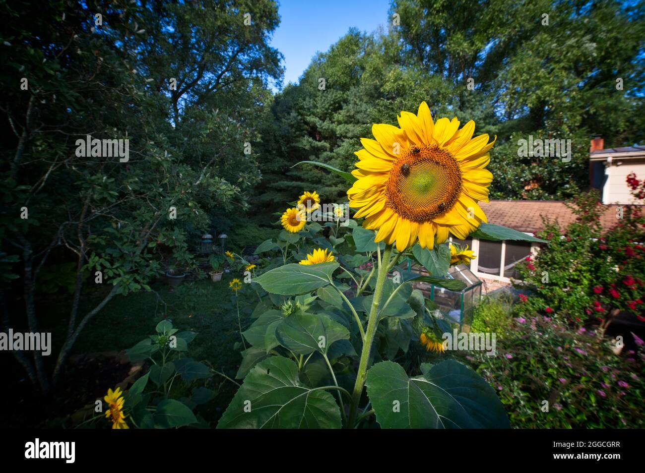 UNITED STATES - 08-19-21: The American Giant sunflower can grow up to ...