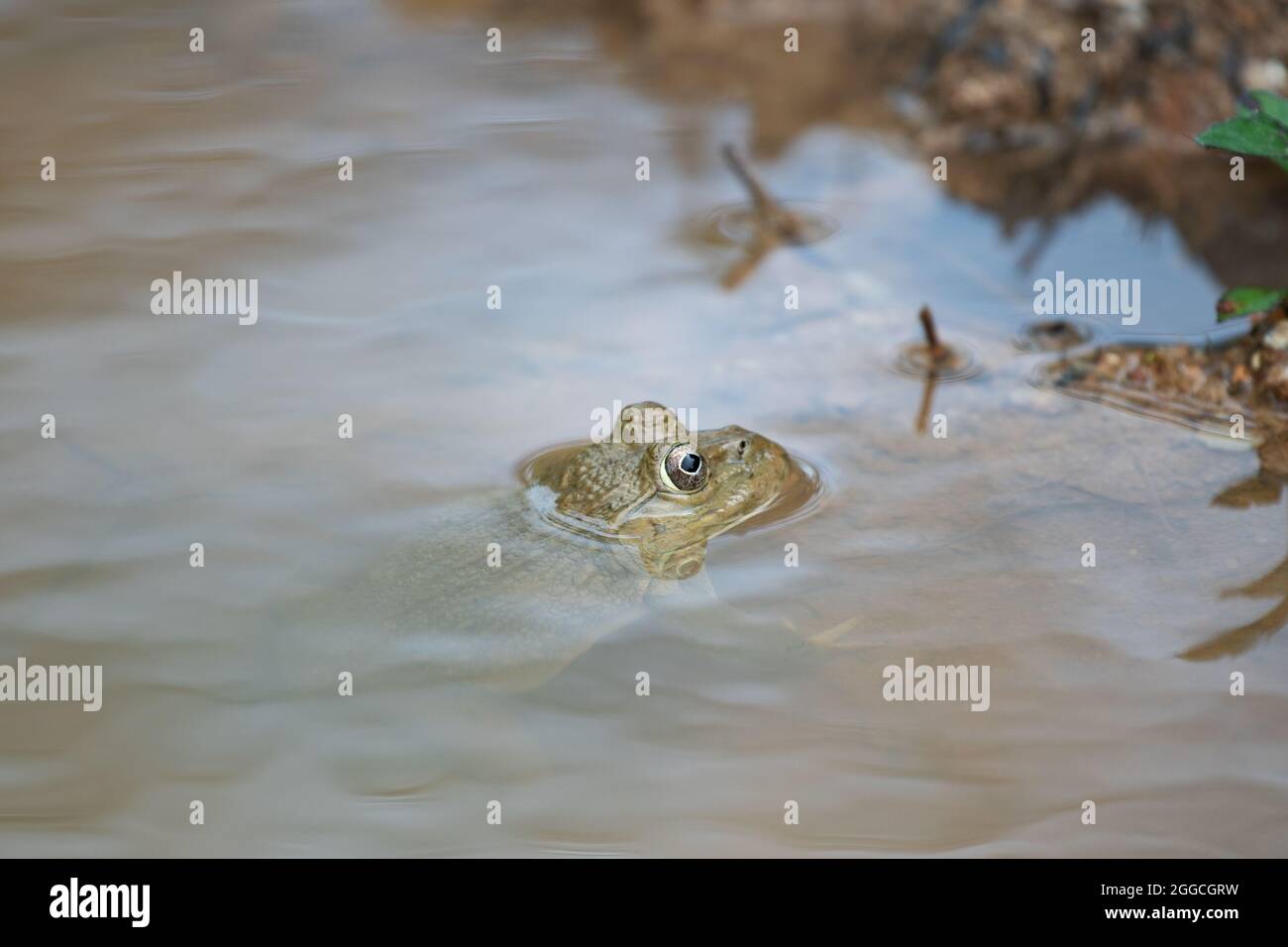 Frog in the pond Stock Photo - Alamy