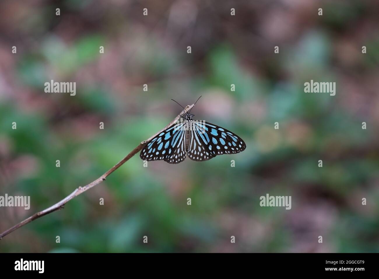 Butterfly in the forest Stock Photo - Alamy