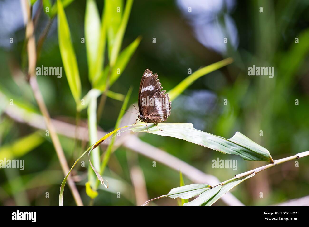 Butterfly in the forest hi-res stock photography and images - Alamy