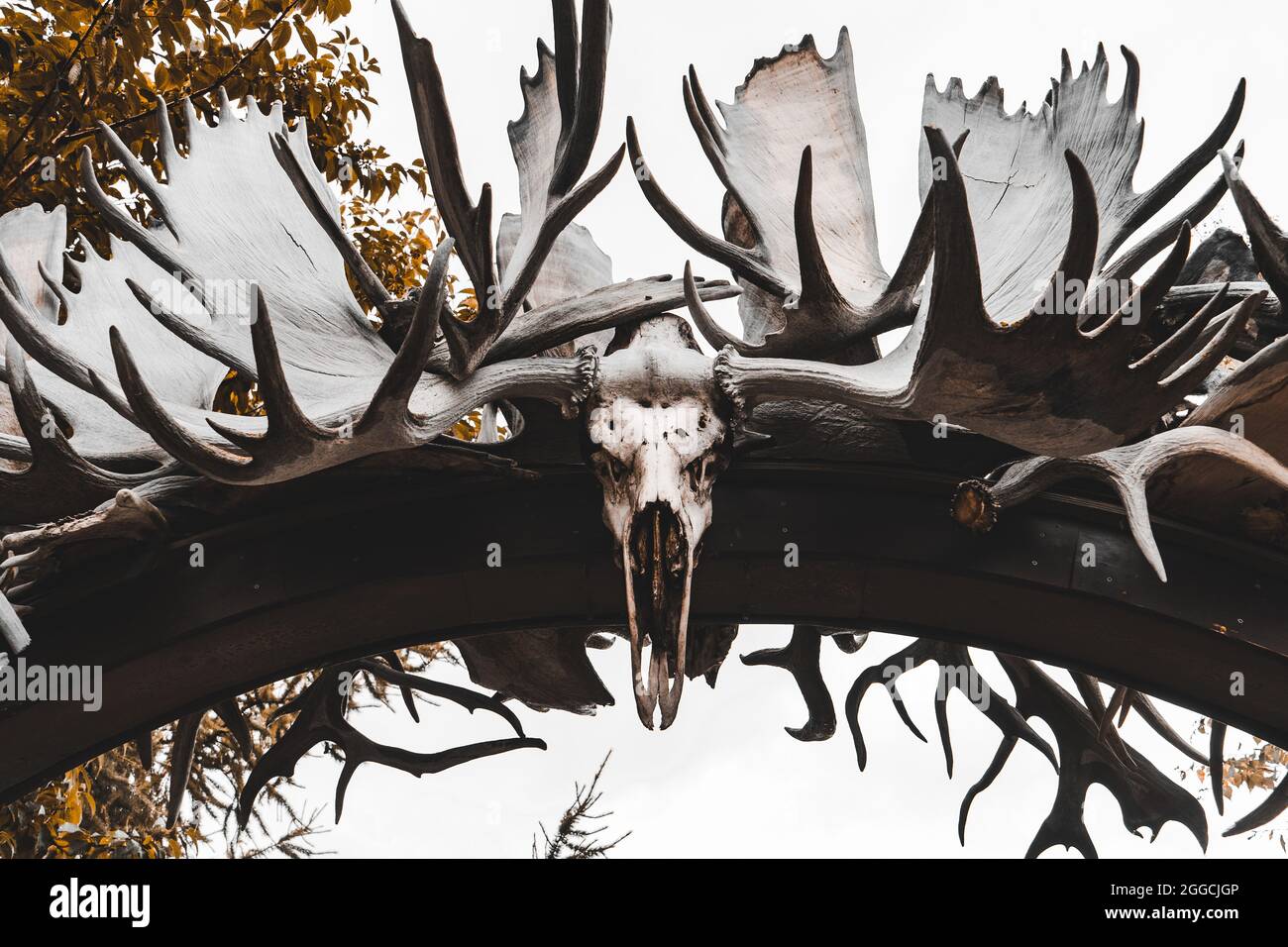 Moose skull hi-res stock photography and images - Alamy