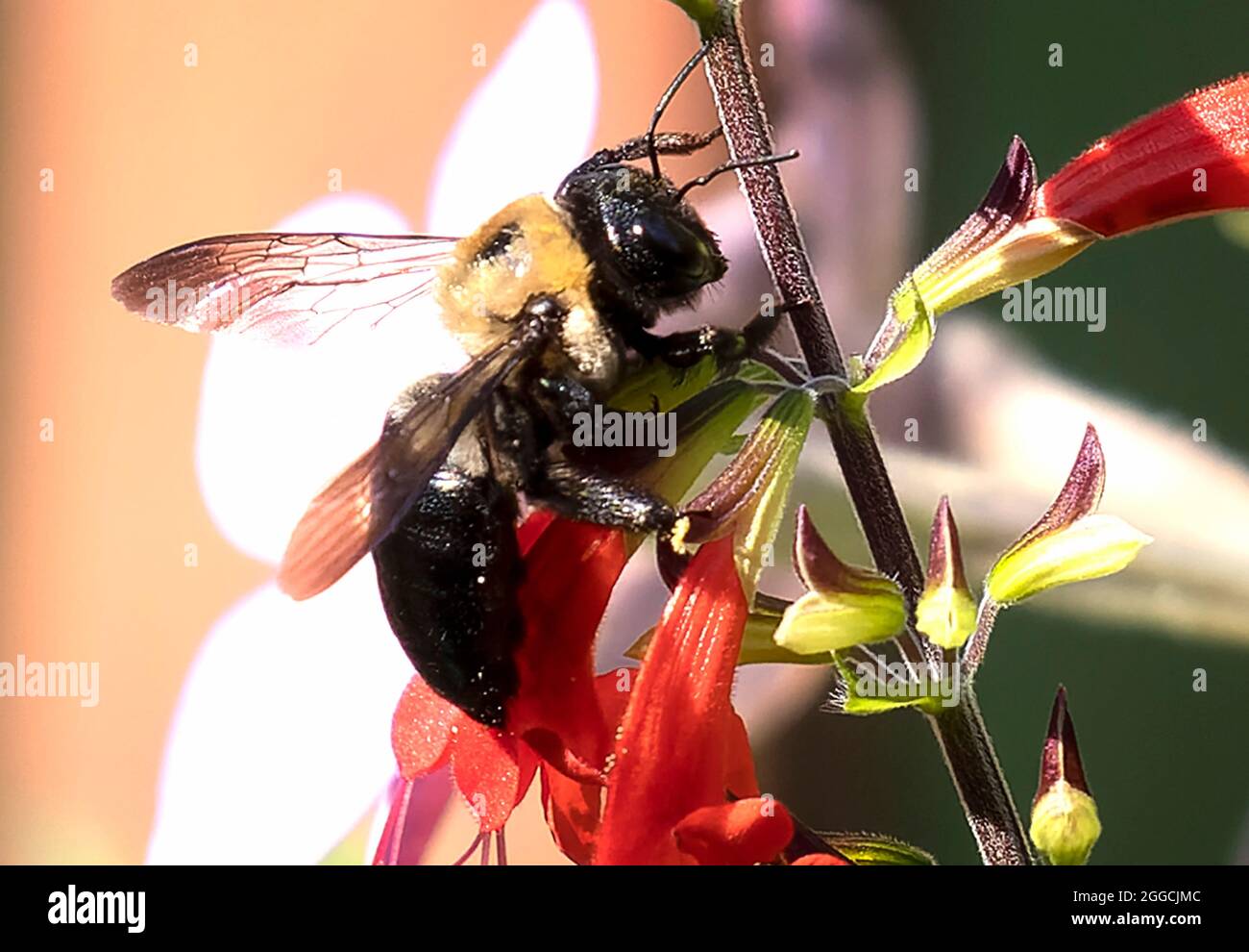 Bumble Bee pollinate a Lobalia flower Stock Photo - Alamy