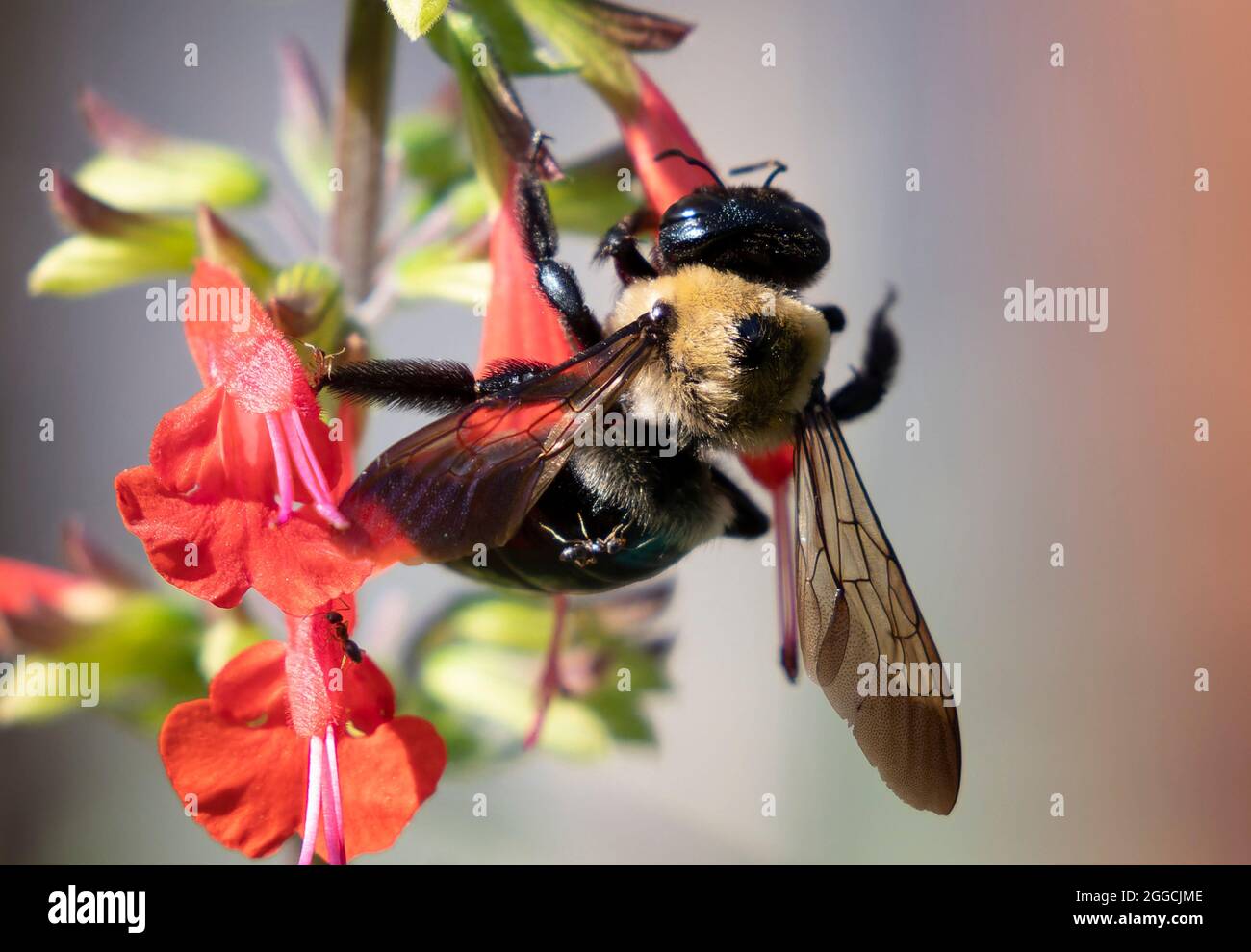Bumble Bee pollinate a Lobalia flower Stock Photo - Alamy