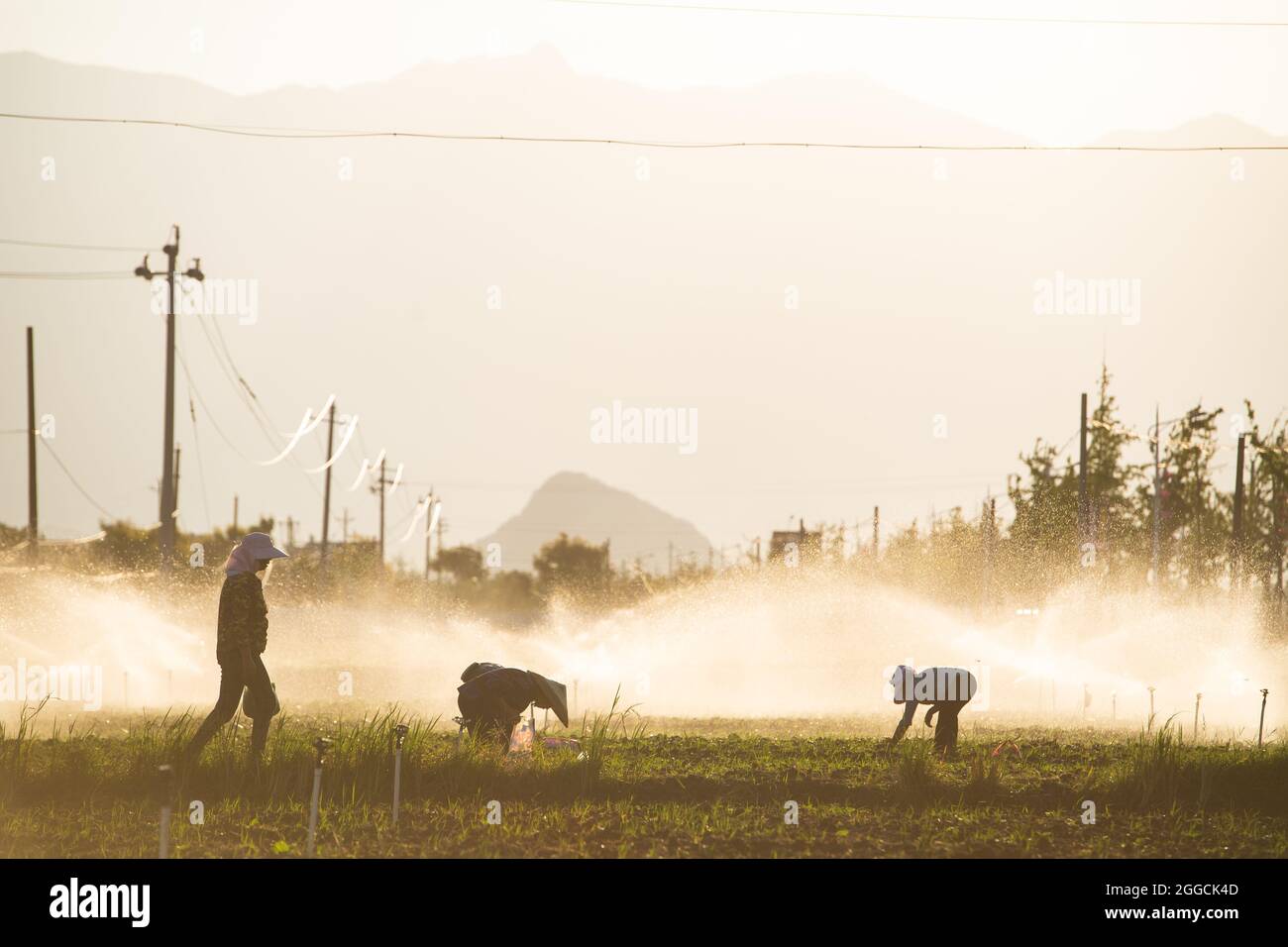 Yongzhou, China's Hunan Province. 30th Aug, 2021. Farmers work at a ...