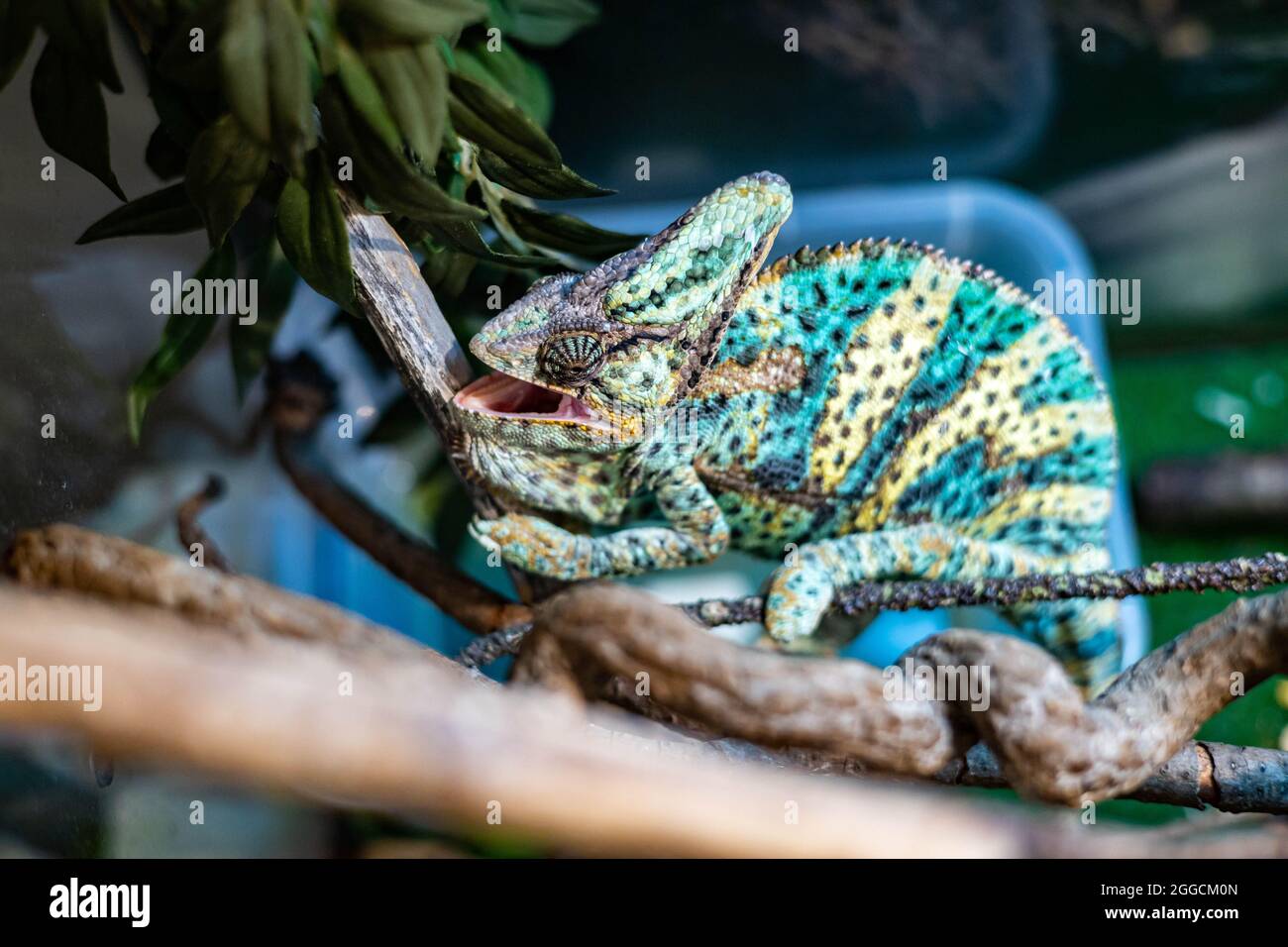 Multicolored chameleon on green tree at tropical forest or zoo. Wild ...